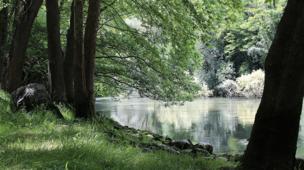 Στις όχθες του Νέστου το μεγάλο παραποτάμιο δάσος της βόρειας Ελλάδας ...